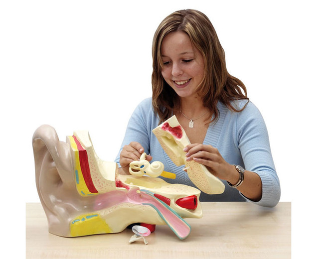 Ohr-Modell, Lernmaterial kaufen | Betzold | SpielundLern